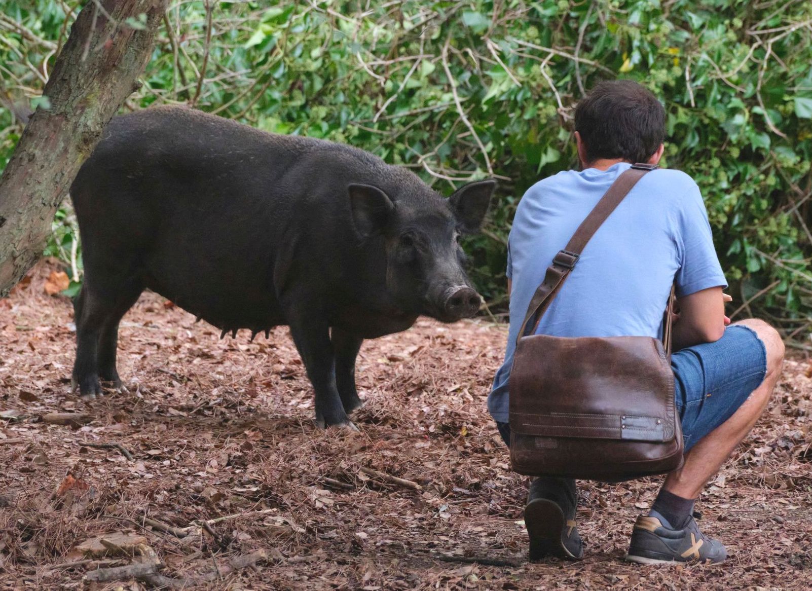 Barcelona's Reversible Pigs | ROOTLING