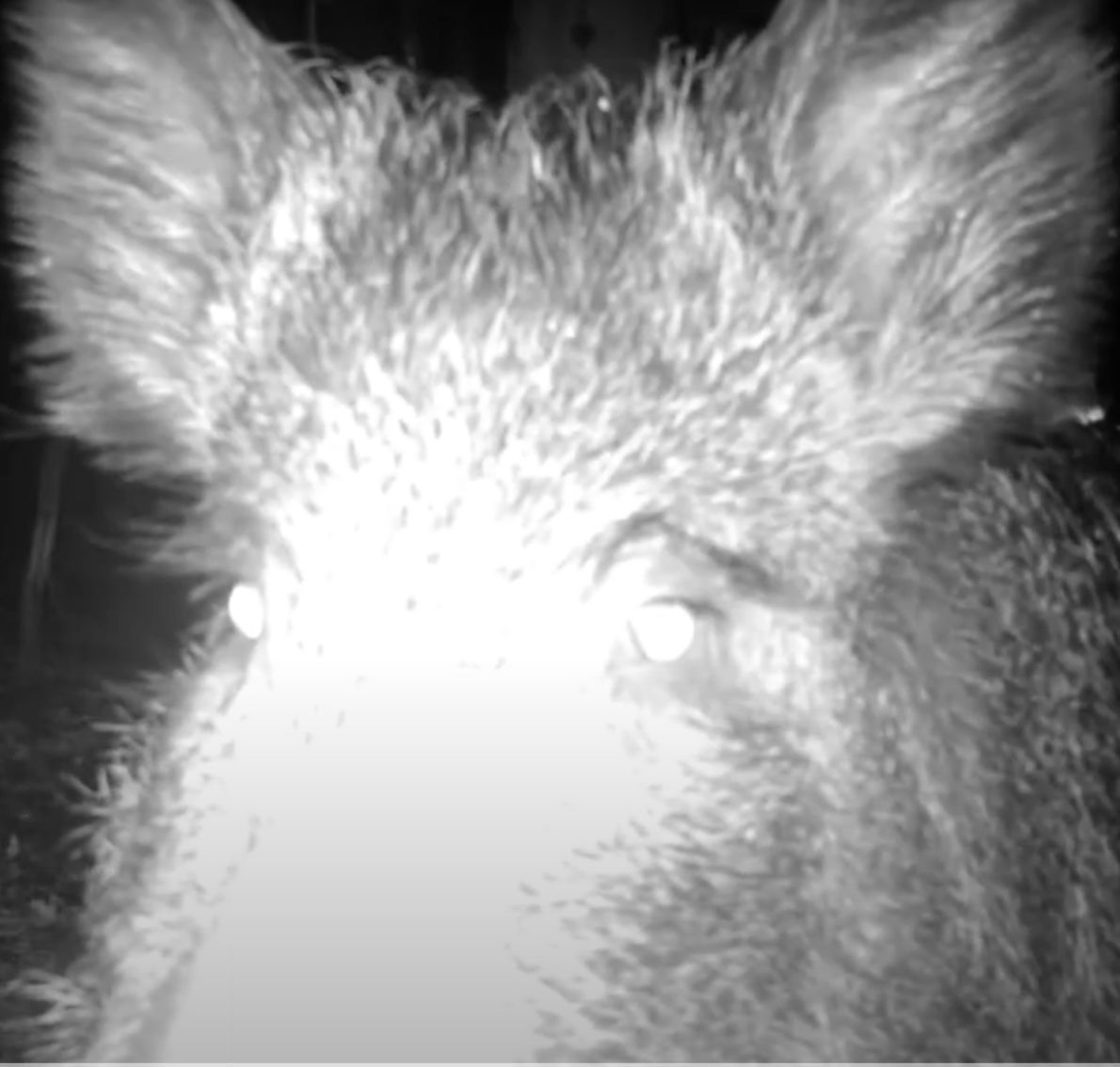 A Well Tusked Tree | ROOTLING