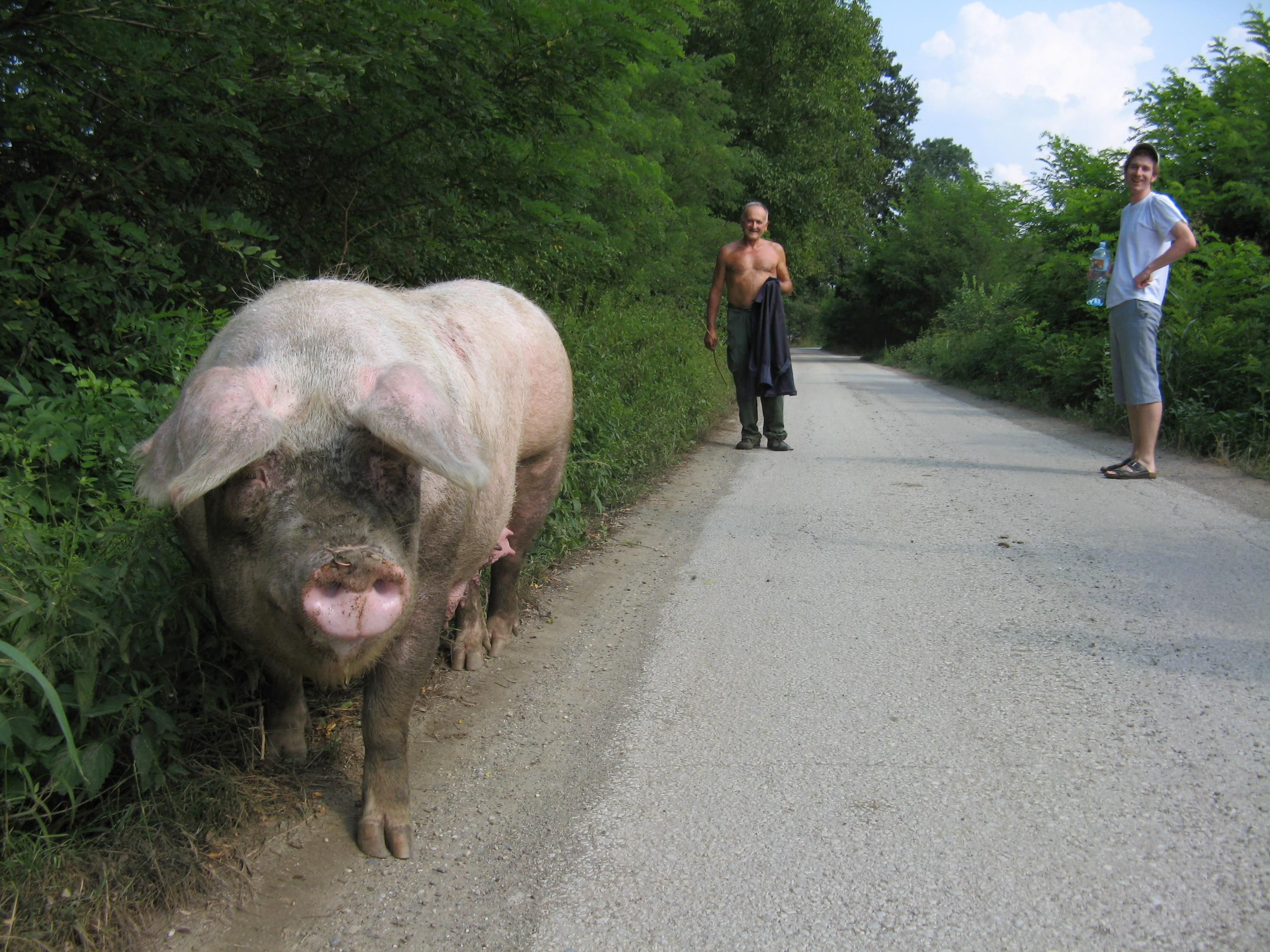 How Pigs Make Politics in Serbia | ROOTLING