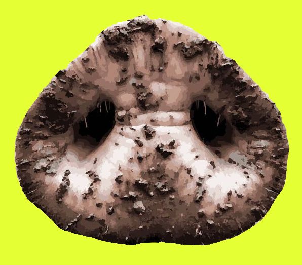 ROOTLING #7 | ROOTLING