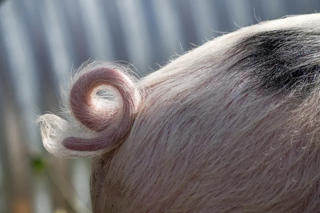 Pig tails | ROOTLING