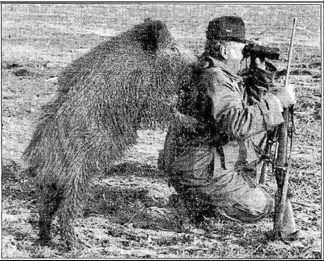 An Unusual Hunter | ROOTLING