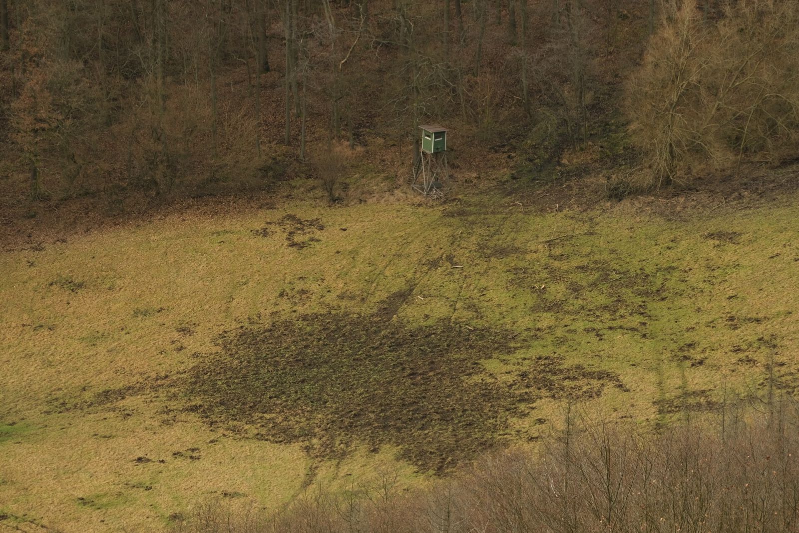 The World Boar | ROOTLING