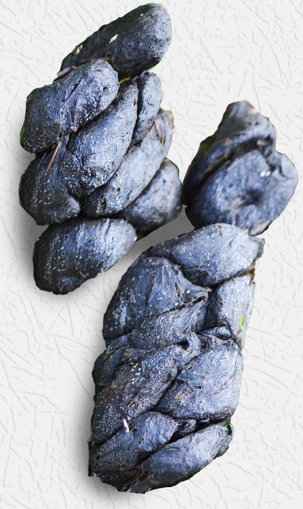 Rootling #5 | ROOTLING