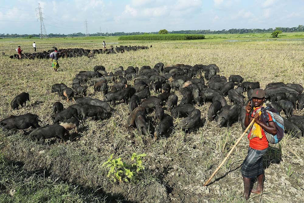 Pig Nomadism | ROOTLING