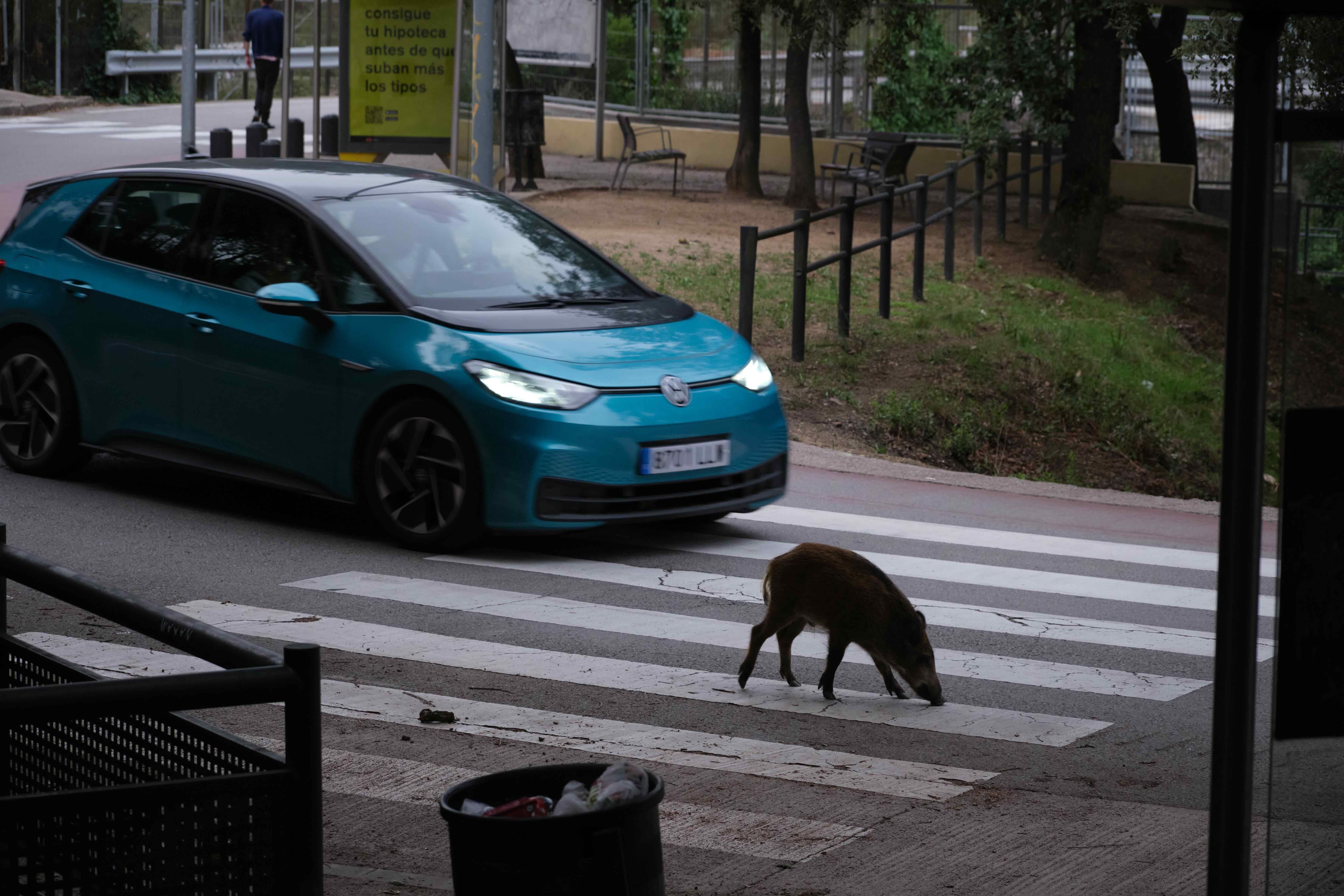 Hitting the Road/Pig | ROOTLING