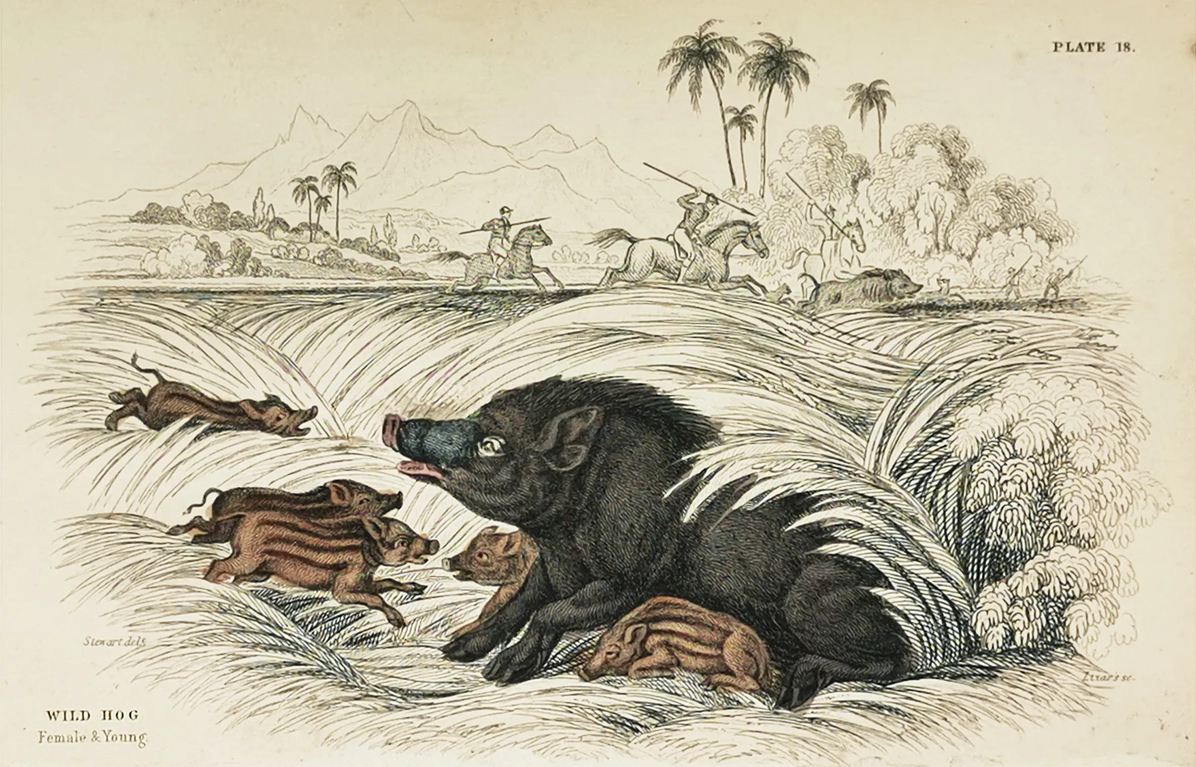 Sticking with the Pig | ROOTLING