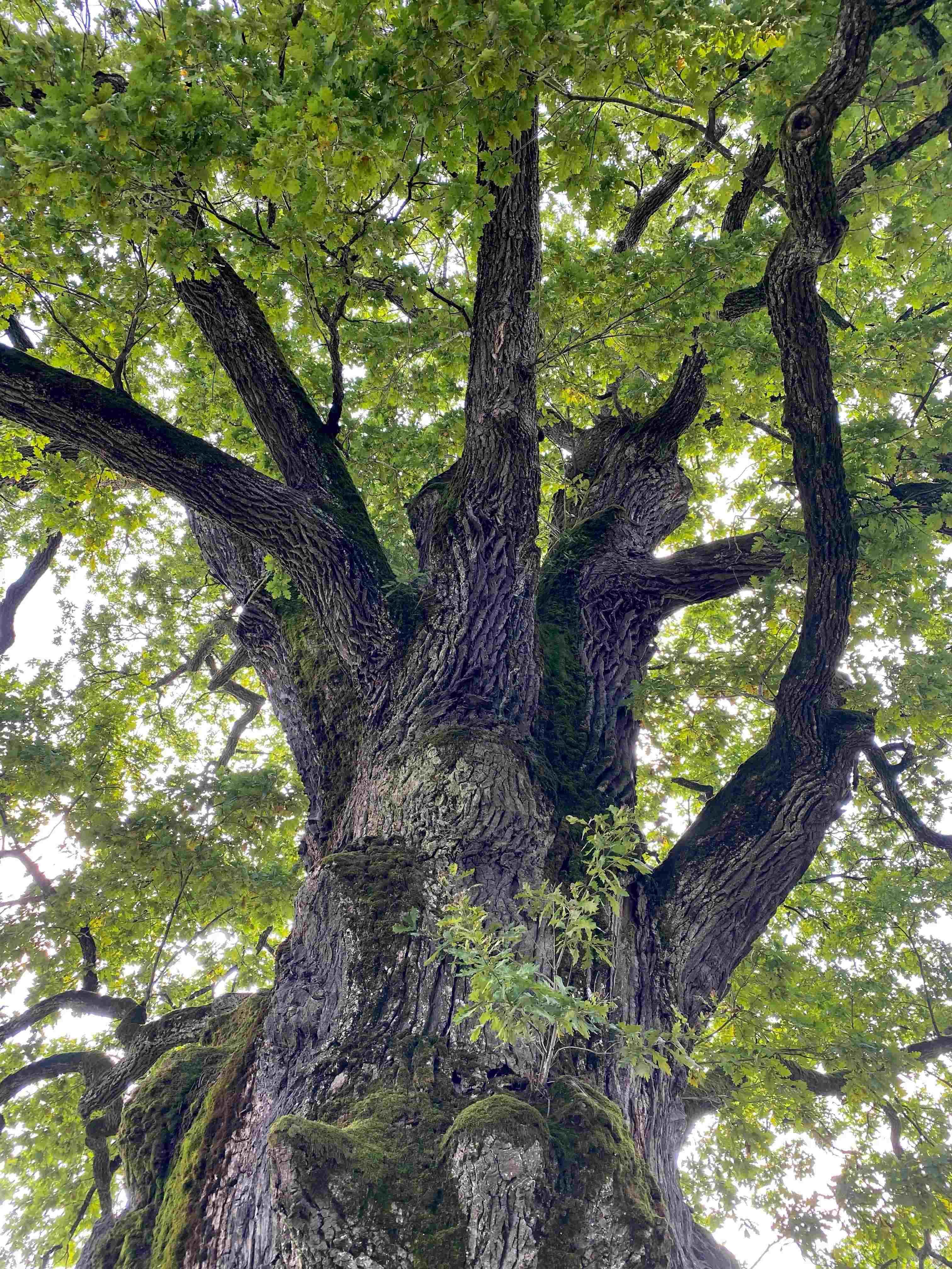 The Oak-Planting Boar | ROOTLING