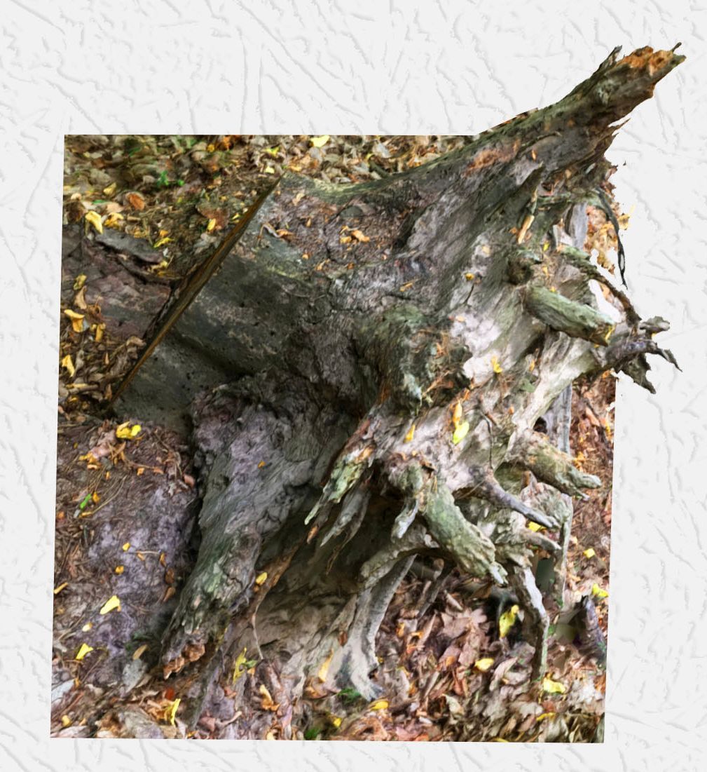 The Extraordinary Pig | ROOTLING