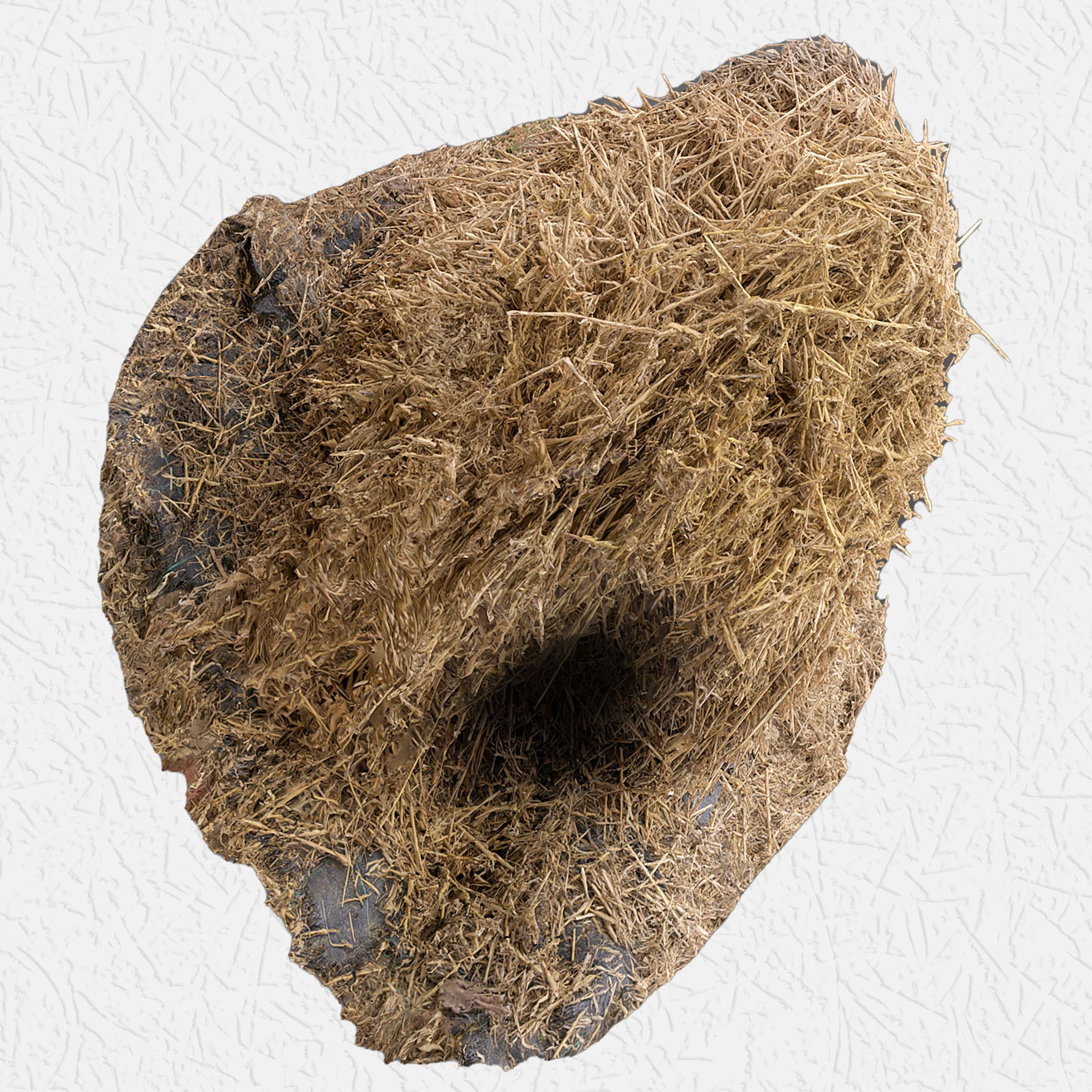 Wild Pig Nesting | ROOTLING