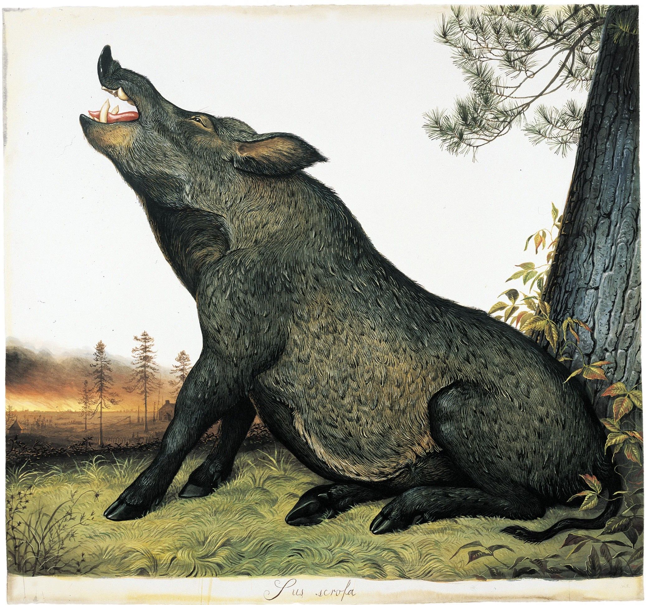 U.S. Hogs | ROOTLING