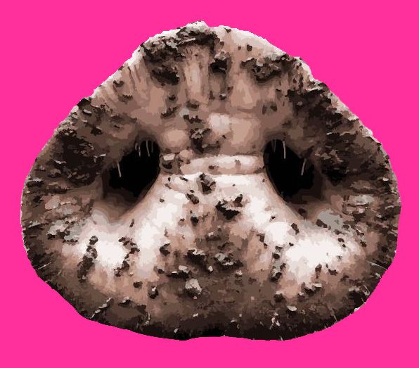 Rootling Together | ROOTLING